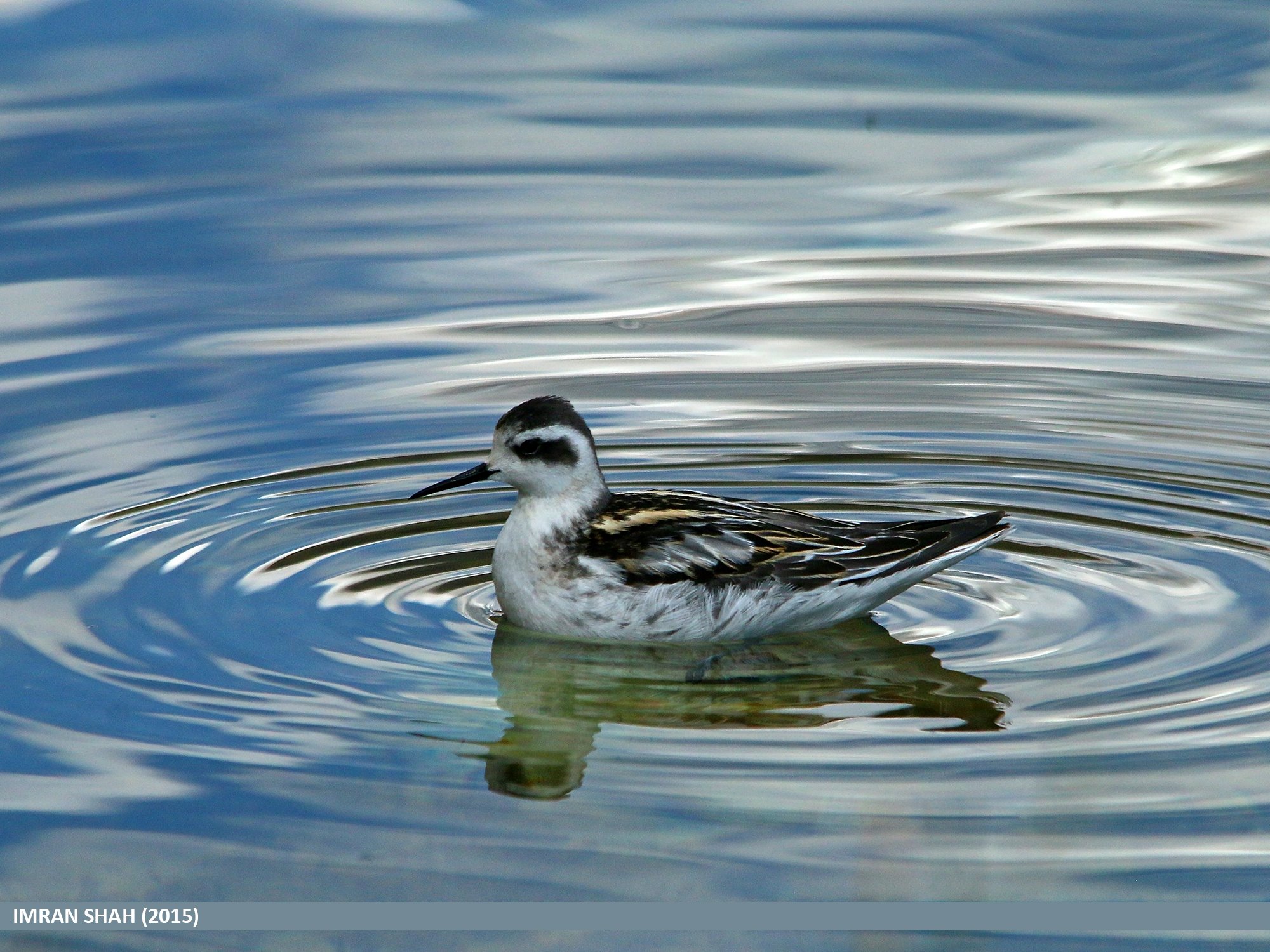 13 exotic birds of Pakistan – PAMIR TIMES
